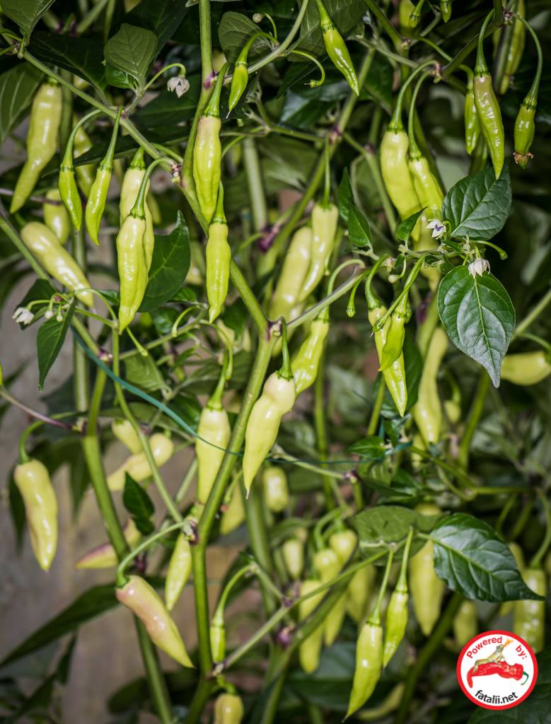 Clavo, Red – Fatalii Seeds