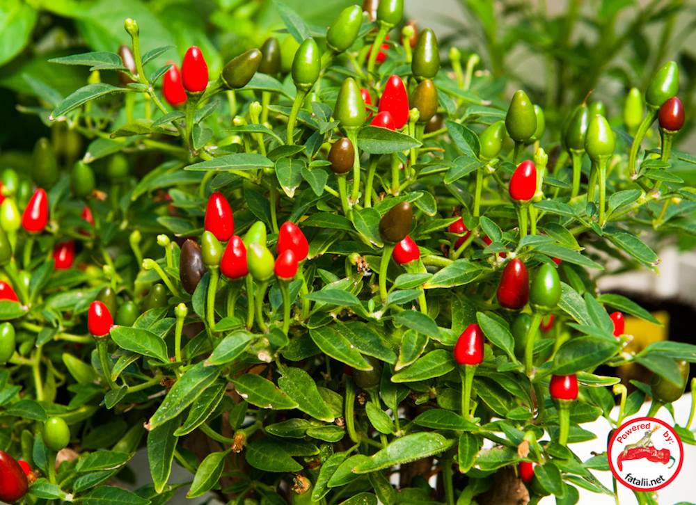 BONCHI KIT – Bonchi Booklet + Bonchi Seed Kit! – Fatalii Seeds