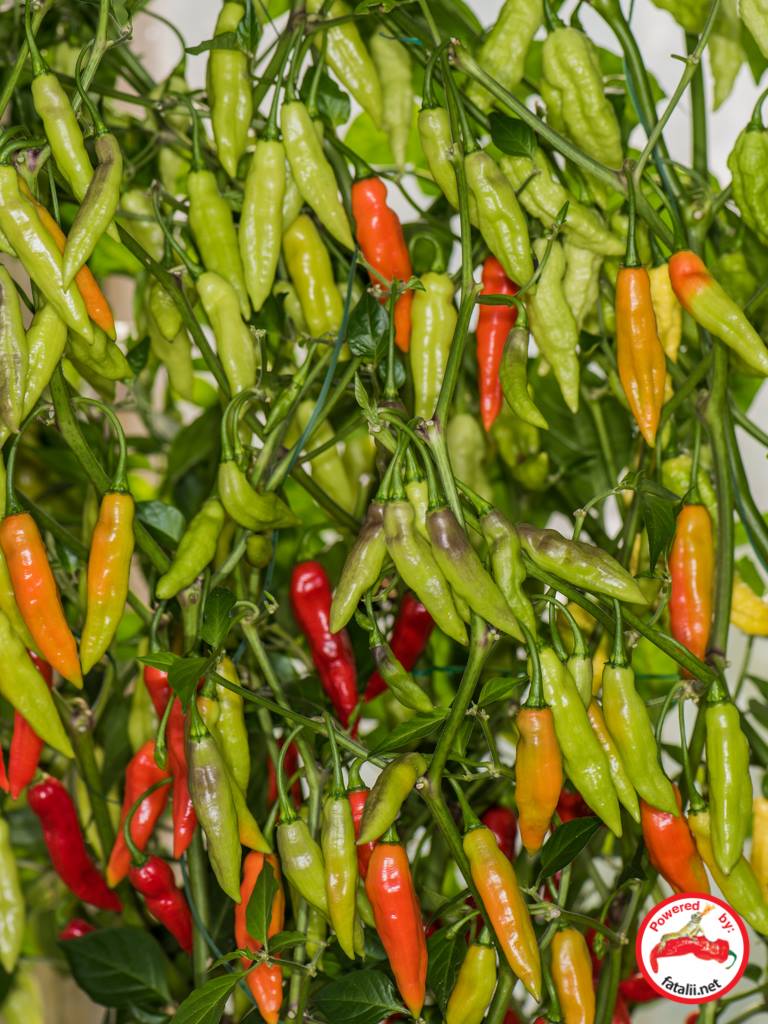 Clavo, Red – Fatalii Seeds