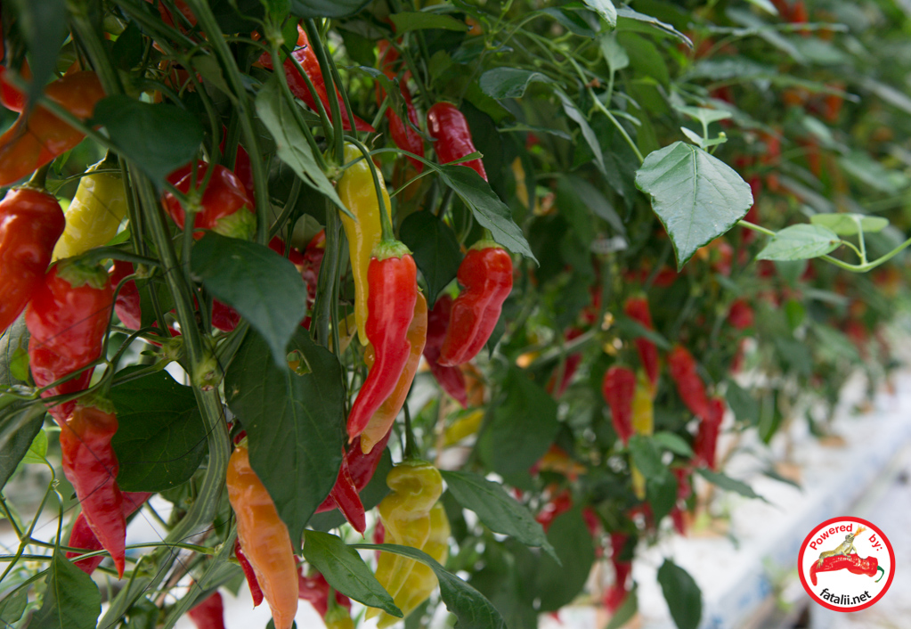 Aji Cristal » Fatalii Seeds