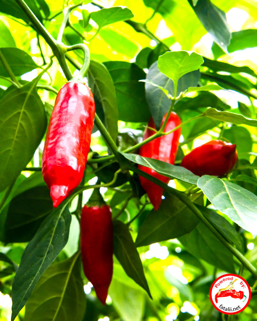 Aji Angelo » Fatalii Seeds