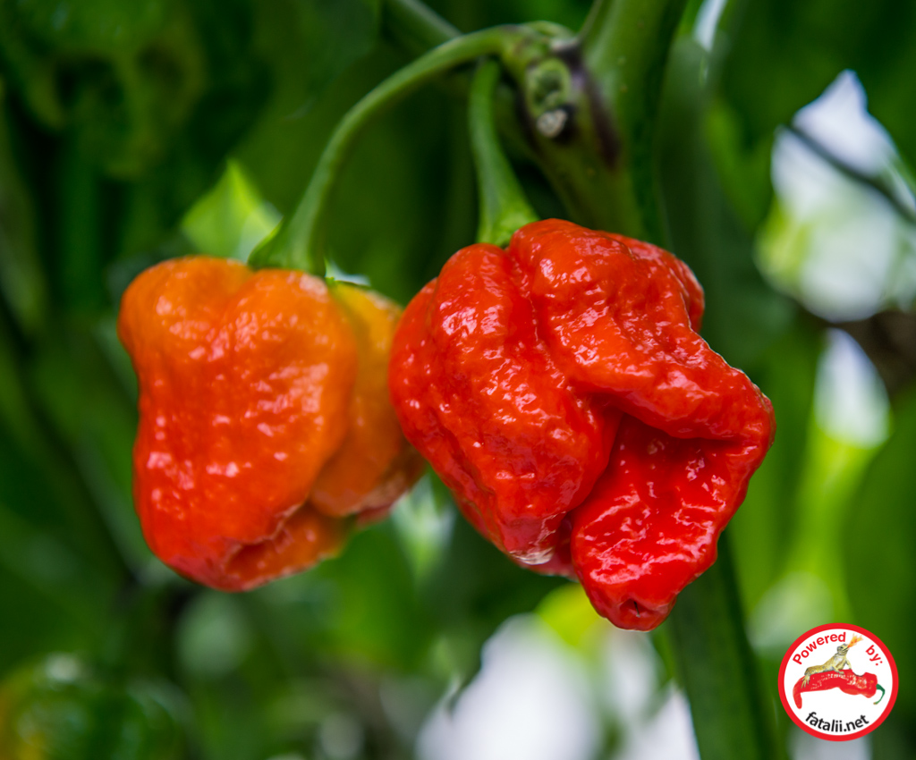 Moruga Scorpion – Fatalii Seeds