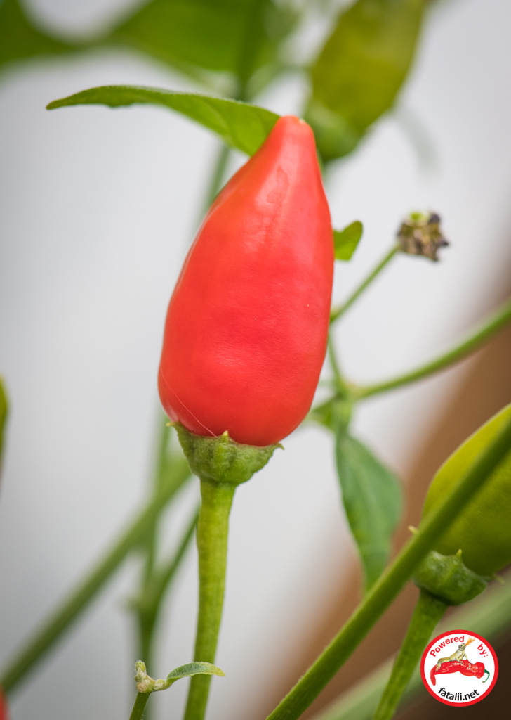 Aji Flor Morado » Fatalii Seeds