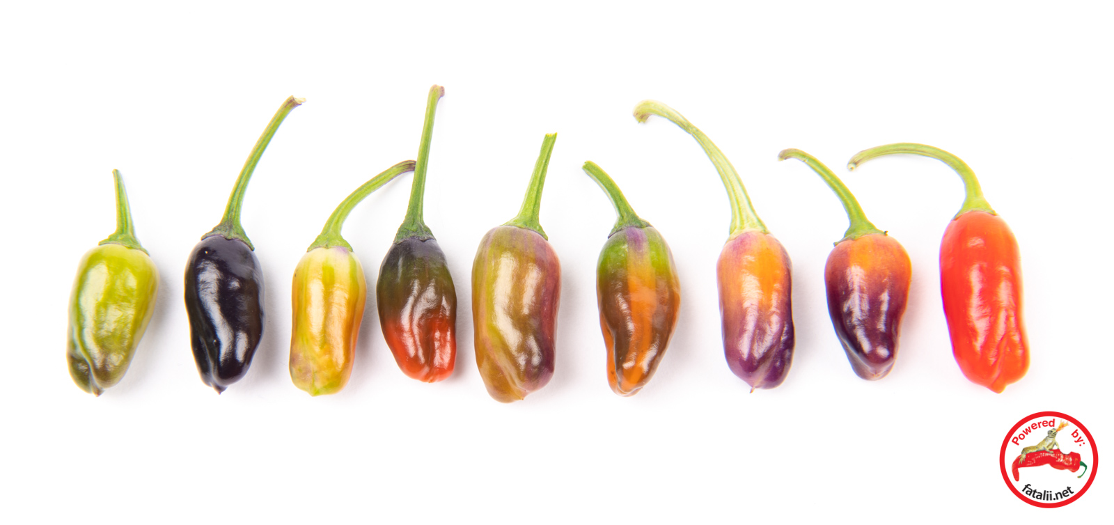 Purple Tiger – Fatalii Seeds