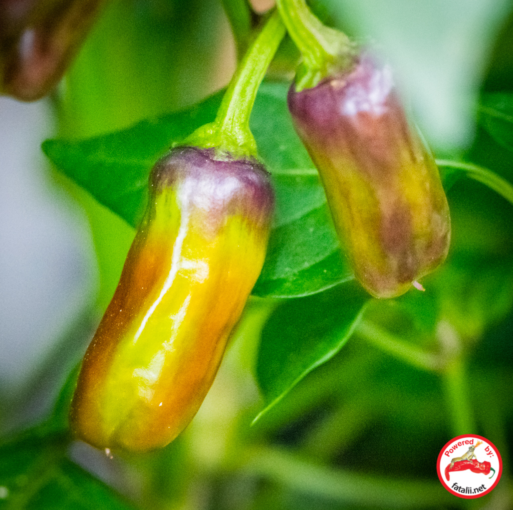 Purple Tiger – Fatalii Seeds