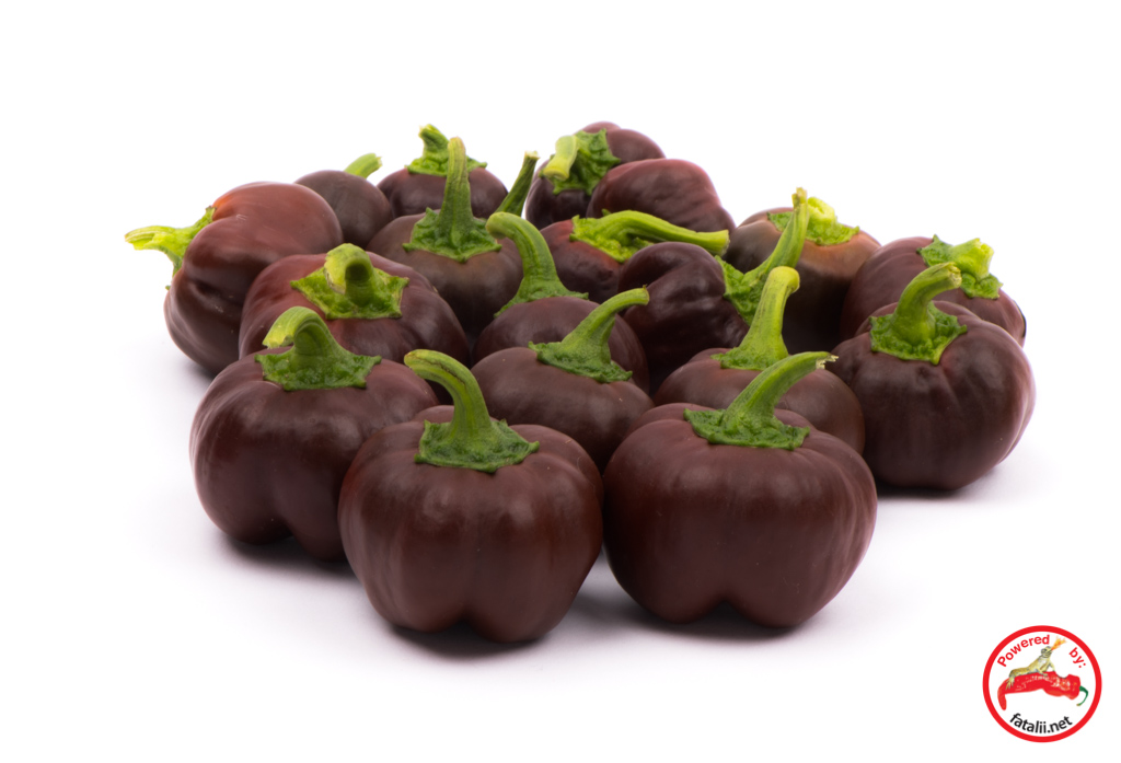 Mini Chocolate Bell » Fatalii Seeds