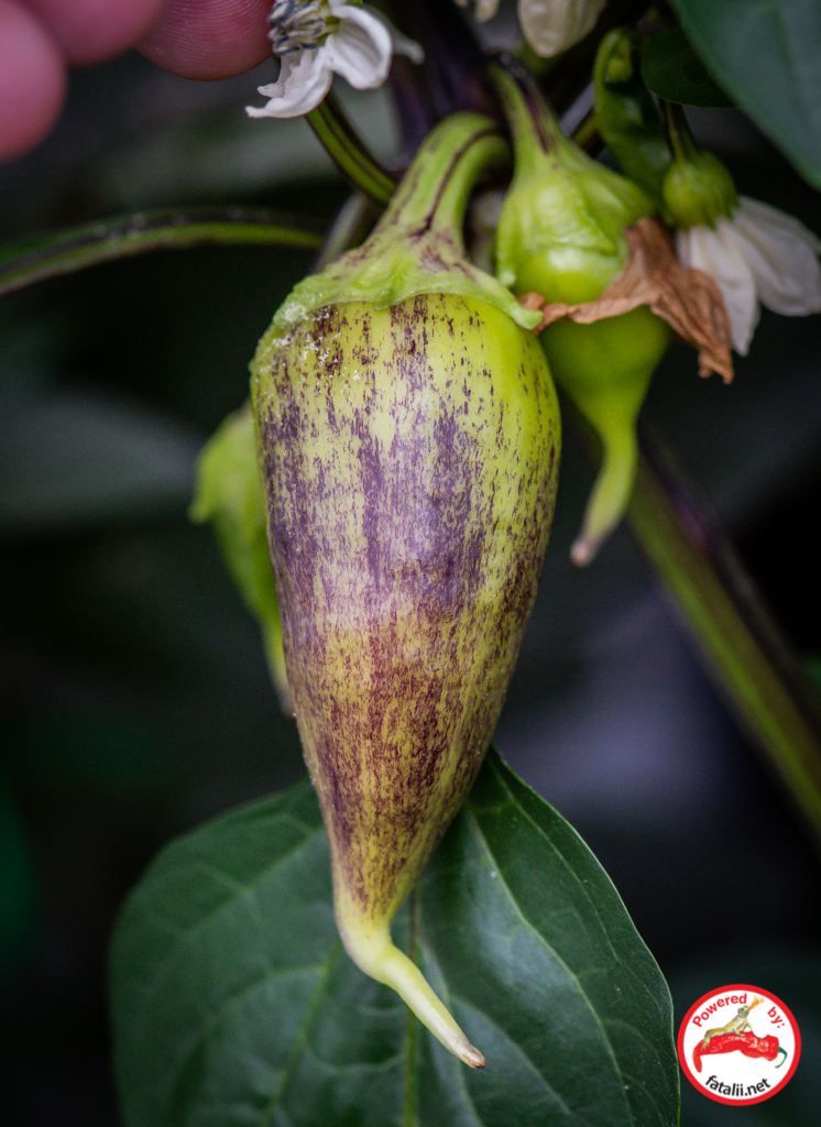 Violet Sparkle » Fatalii Seeds