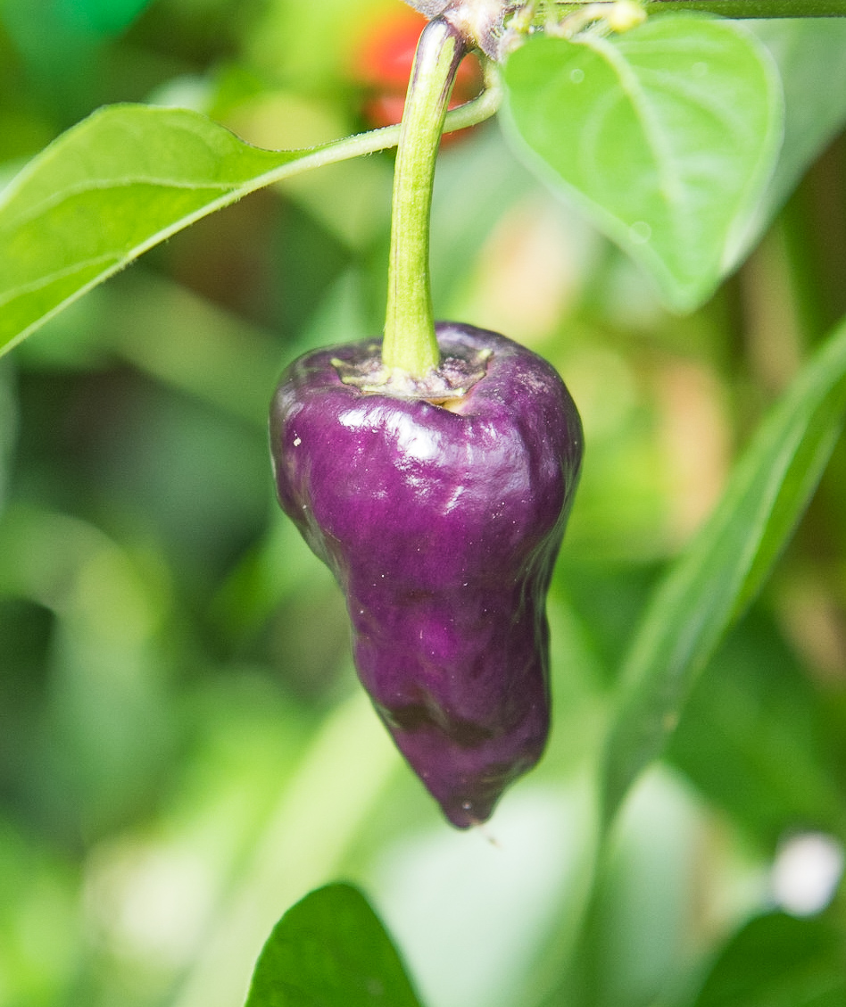 Purple UFO » Fatalii Seeds