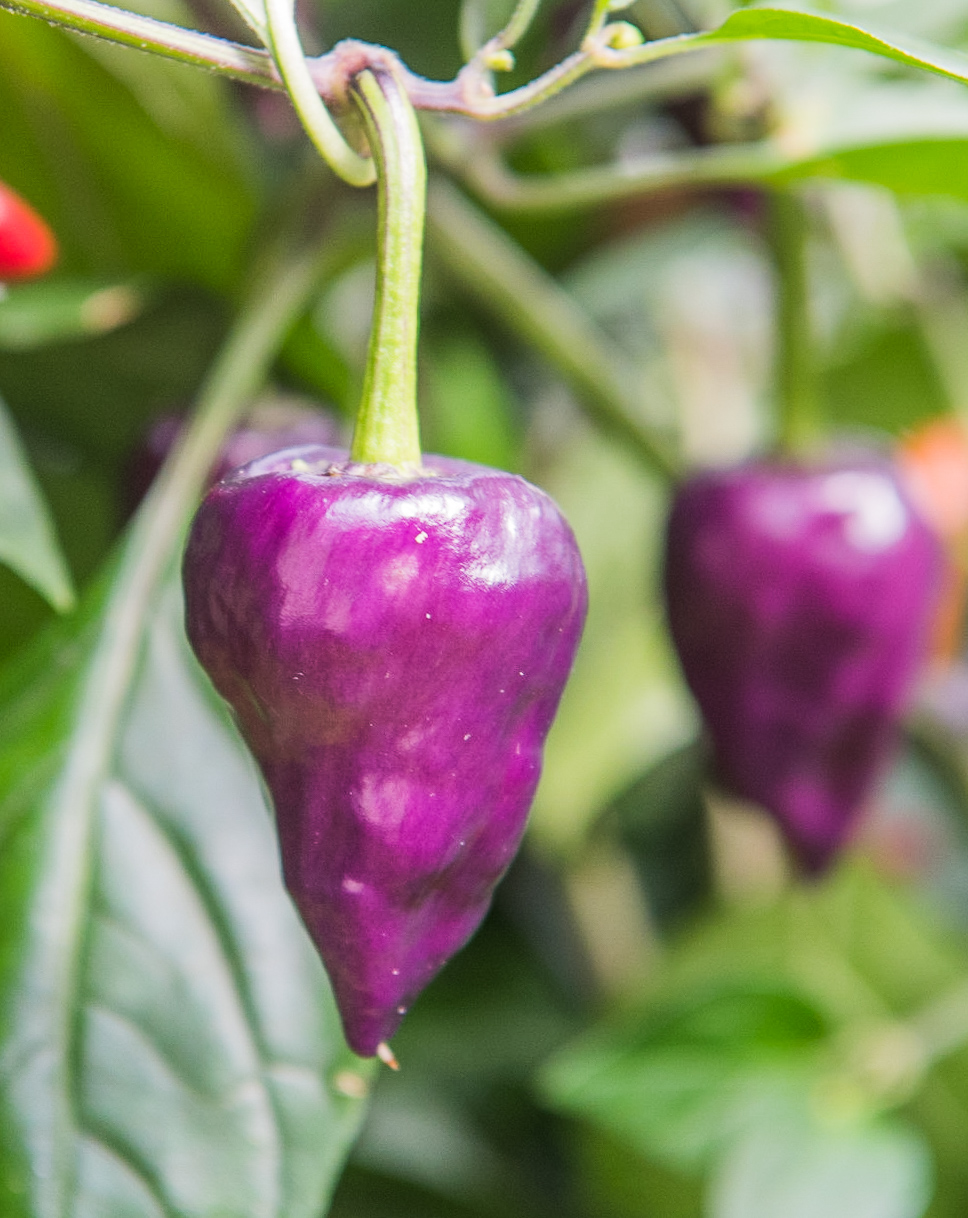 Purple UFO » Fatalii Seeds