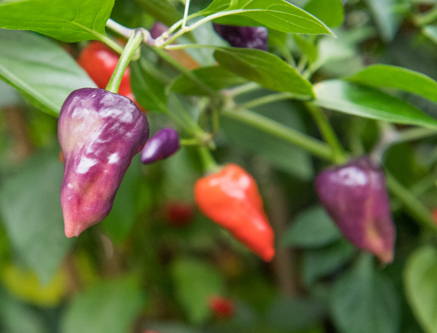 Purple UFO » Fatalii Seeds