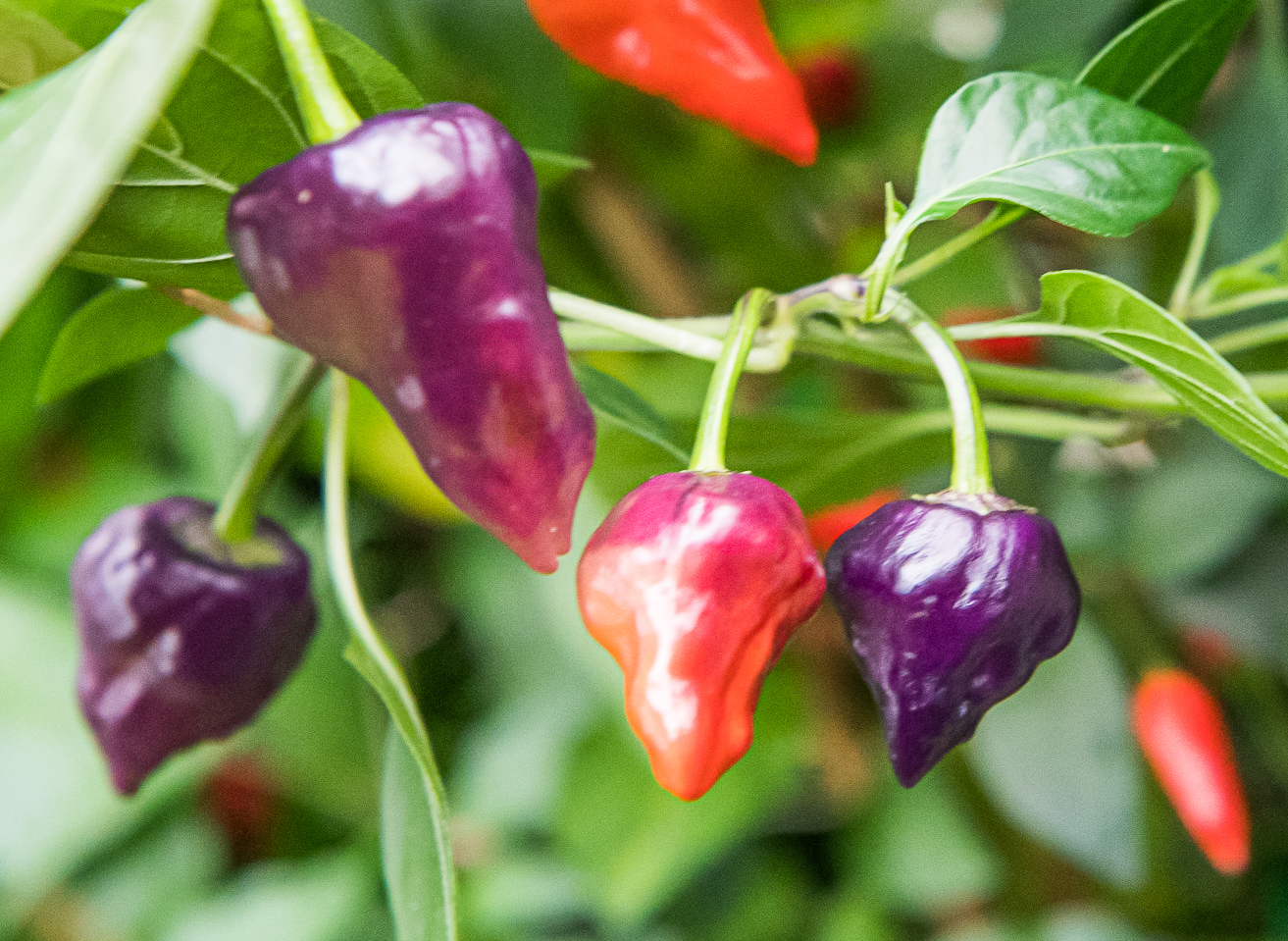 Purple UFO » Fatalii Seeds