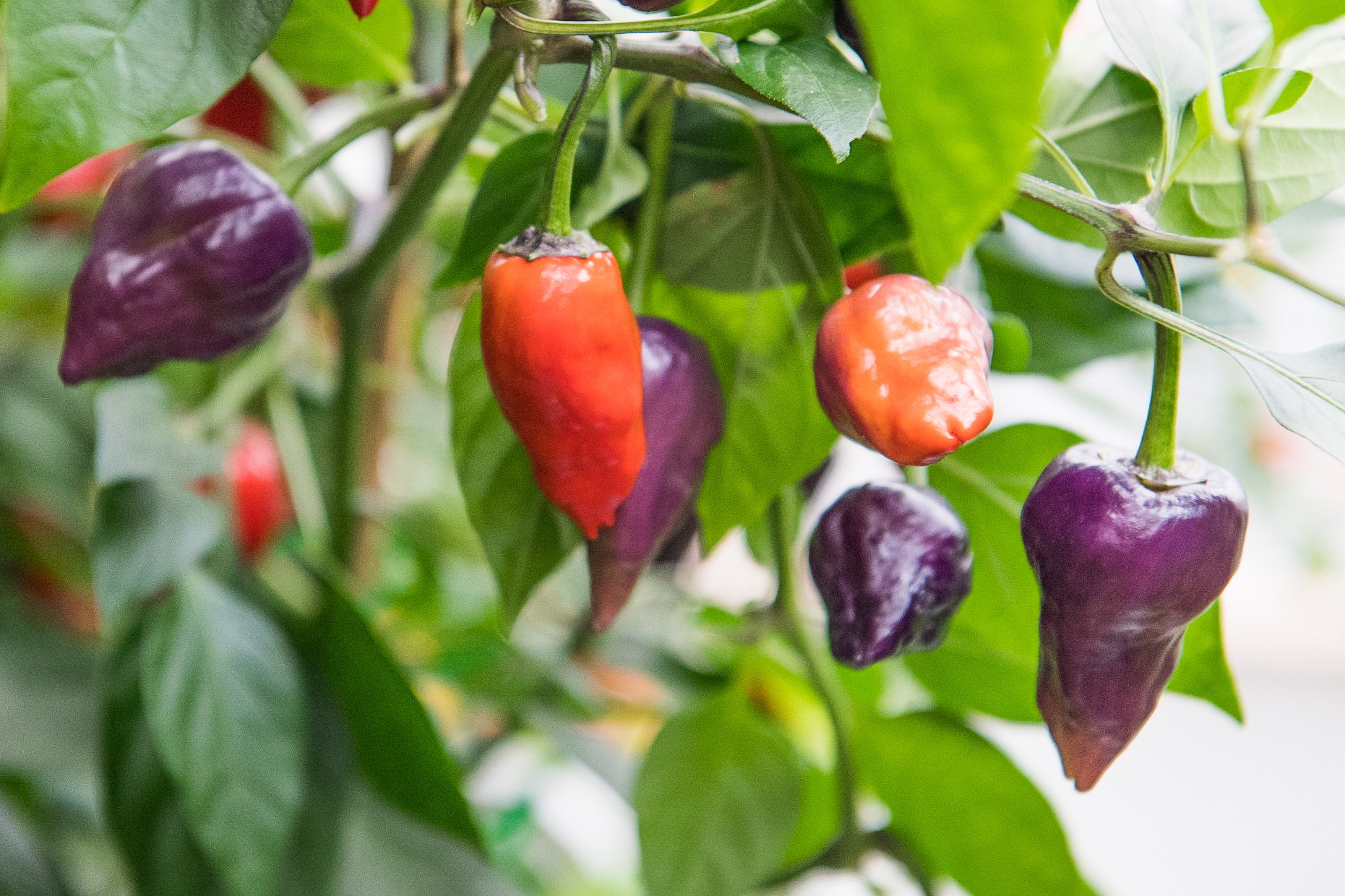 Purple UFO » Fatalii Seeds