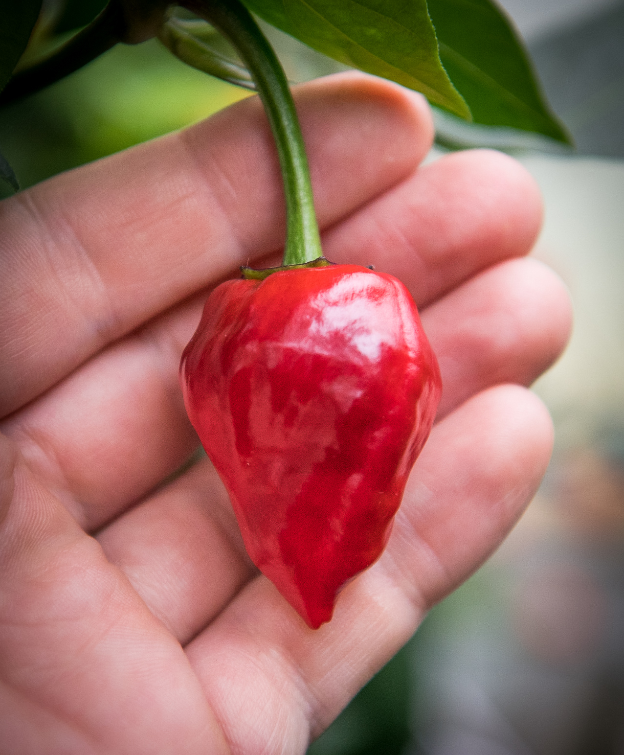 Purple UFO » Fatalii Seeds