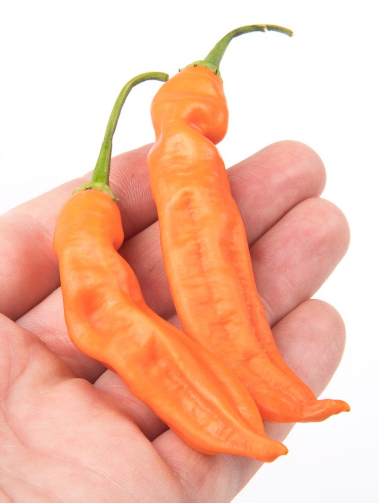 Aji Amarillo – Fatalii Seeds