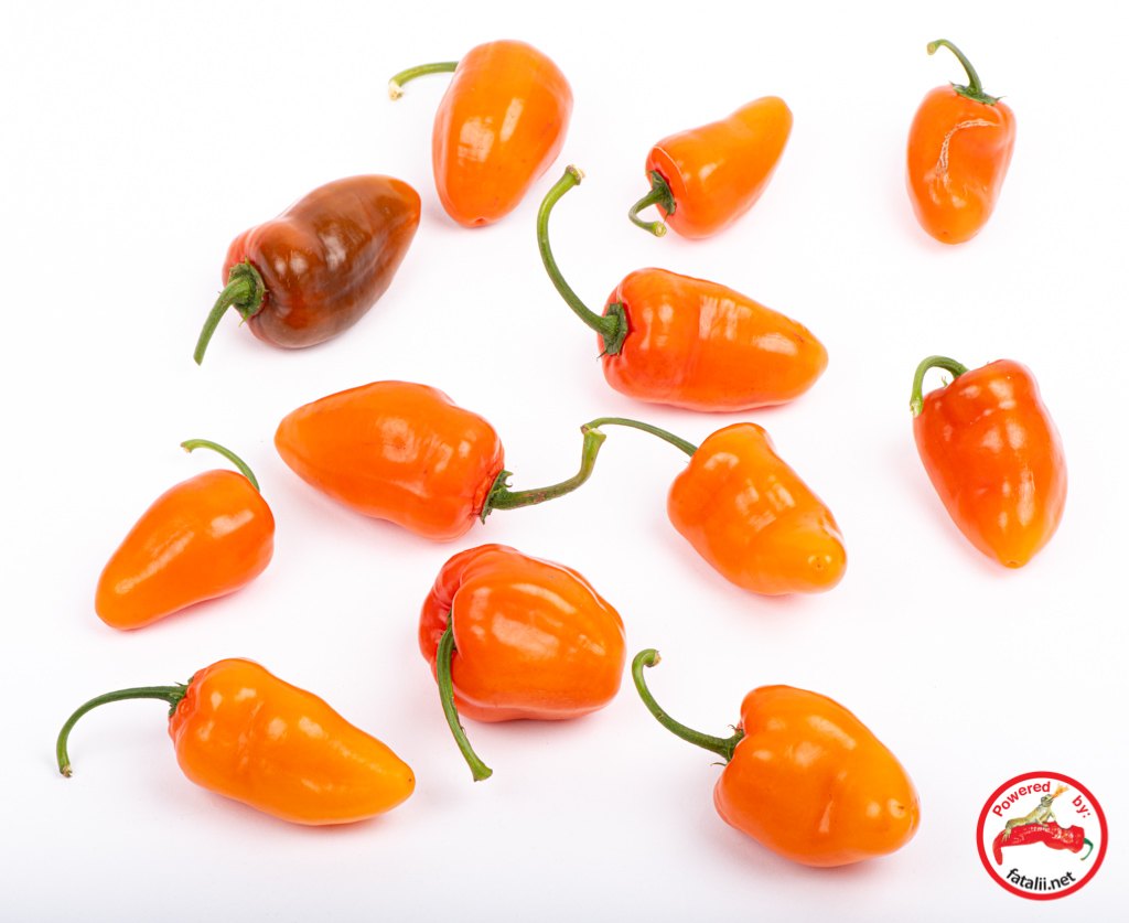 Rocoto, San Pedro Orange – Fatalii Seeds