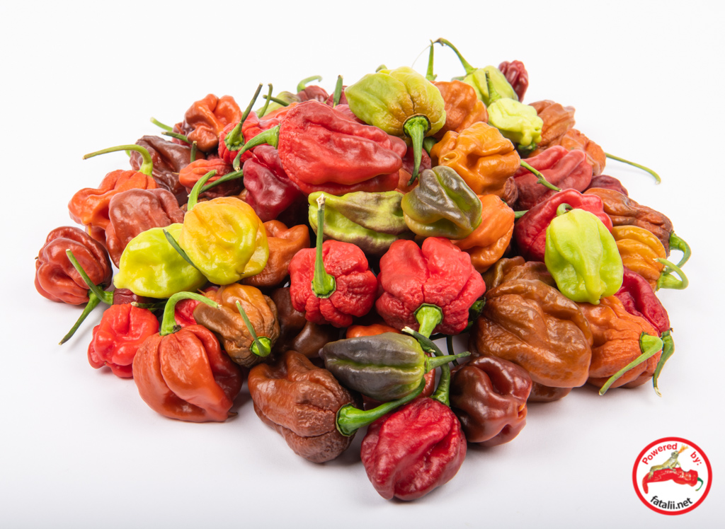 Yaki Blue Fawn » Fatalii Seeds