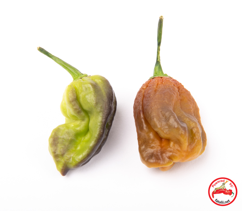 Yaki Blue Fawn » Fatalii Seeds
