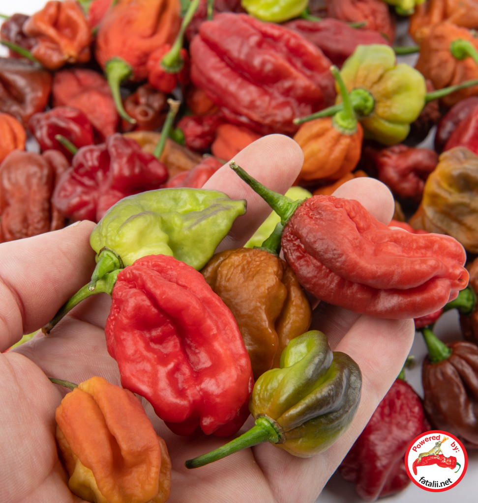 Yaki Blue Fawn » Fatalii Seeds