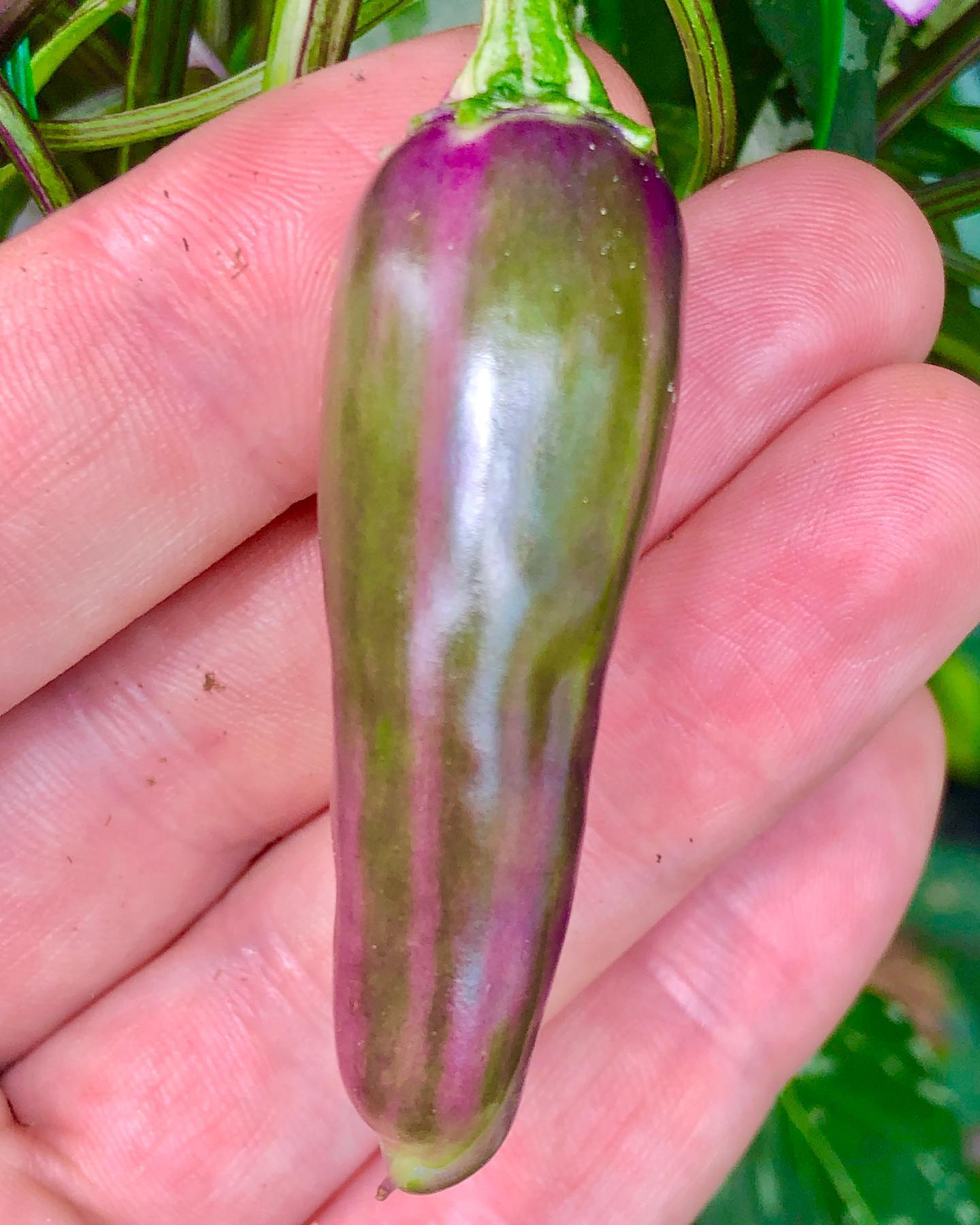 Tricolor – Fatalii Seeds