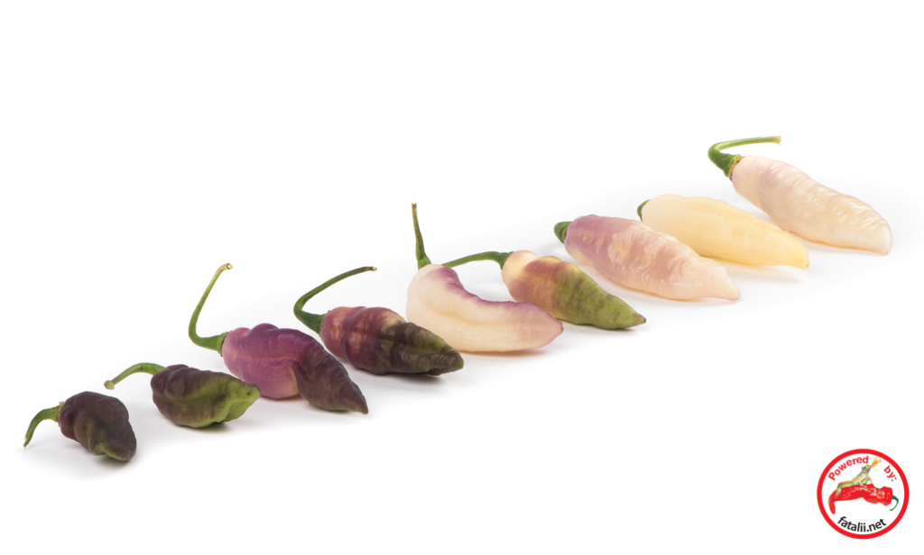 Smooth White » Fatalii Seeds