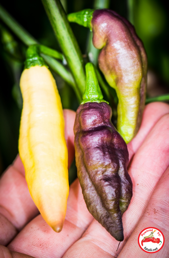 Smooth White » Fatalii Seeds