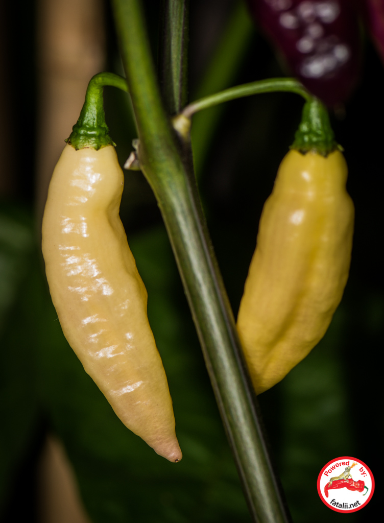 Smooth White » Fatalii Seeds