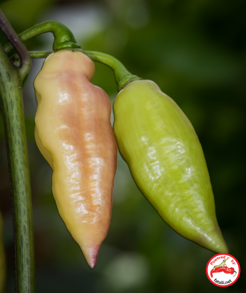 Smooth White » Fatalii Seeds