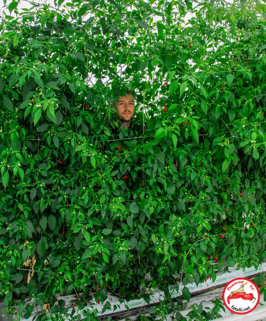 Inca Red » Fatalii Seeds