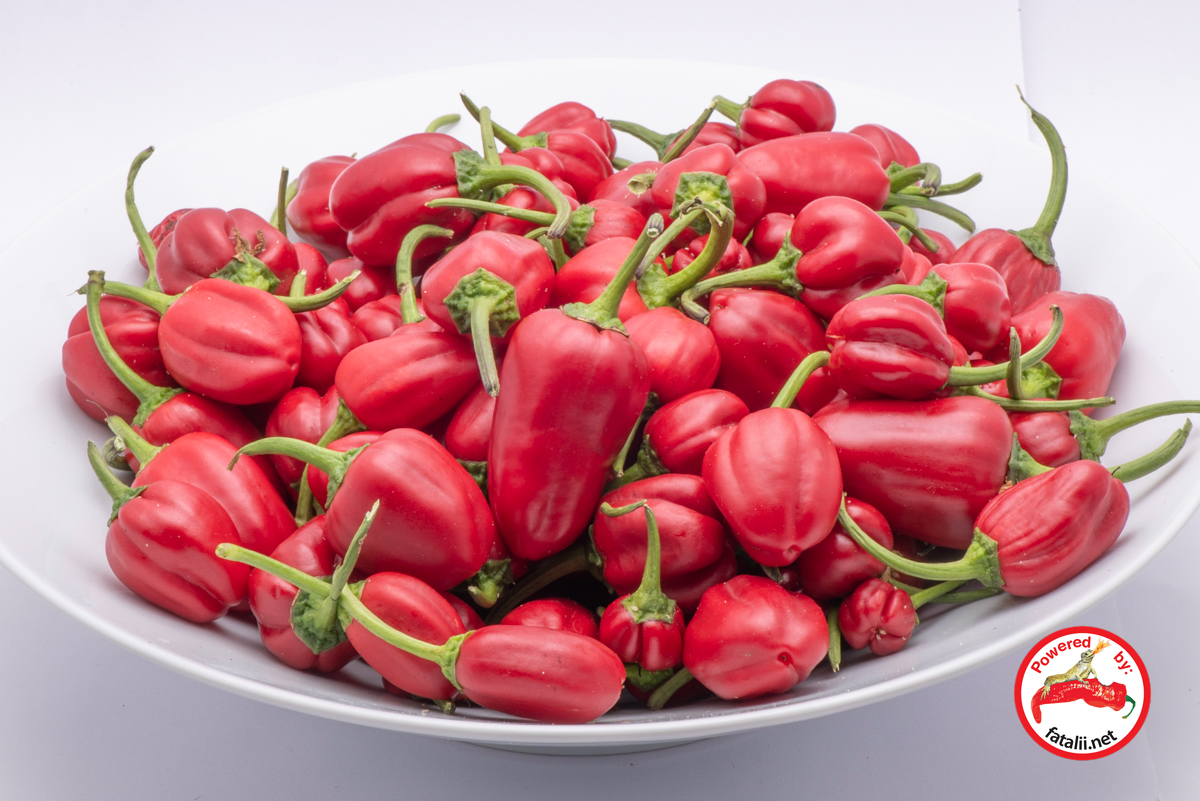 Archibo F3 – Fatalii Seeds