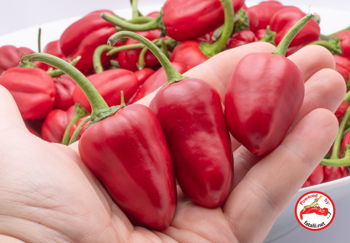 Archibo F3 – Fatalii Seeds