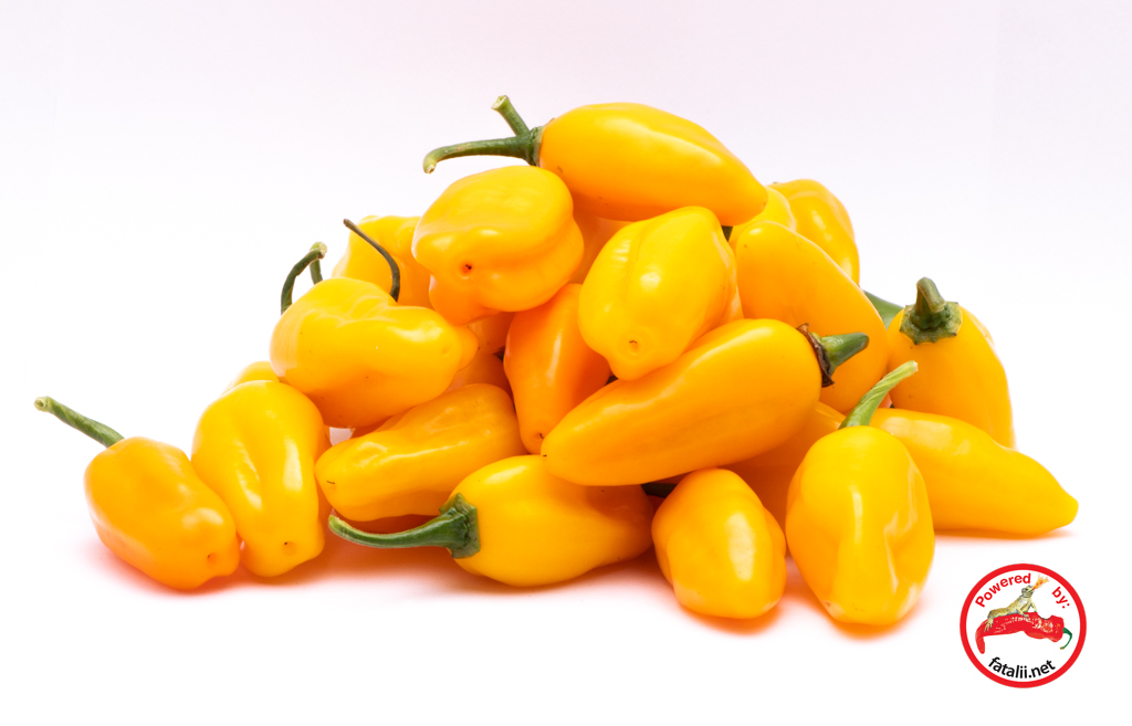 Bonda ma Jacques » Fatalii Seeds