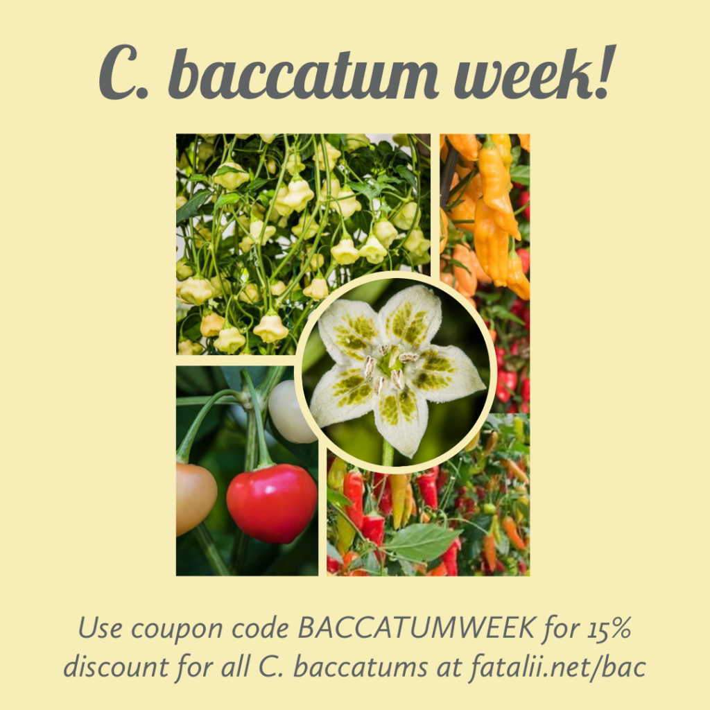 Fatalii Seeds – Seeds for People Passionate about Chili Peppers