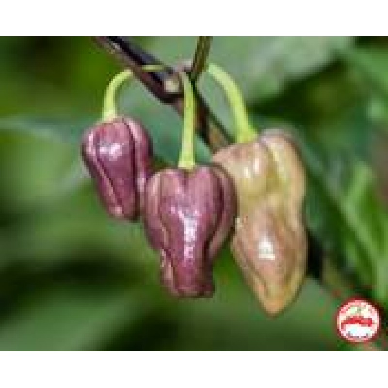 Purple Bhut Jolokia – Fatalii Seeds