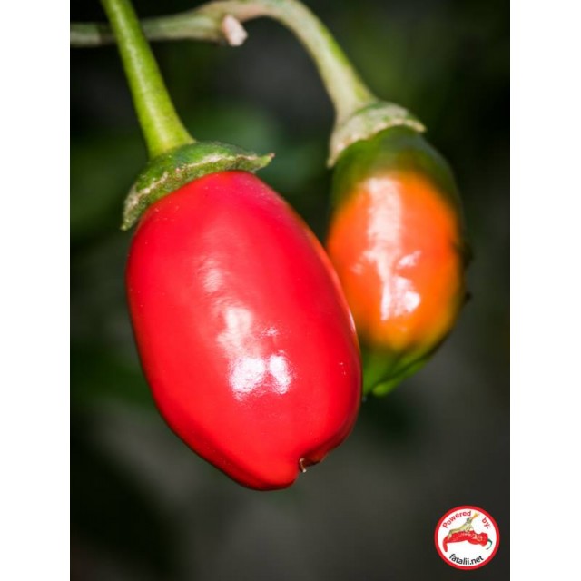 Earbob » Fatalii Seeds