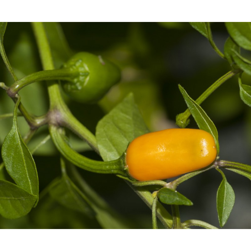 Short Yellow Tabasco » Fatalii Seeds