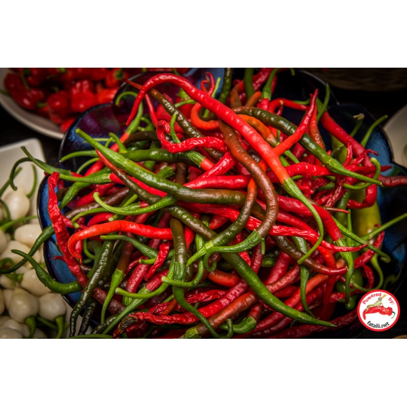 Aji Guyana – Fatalii Seeds