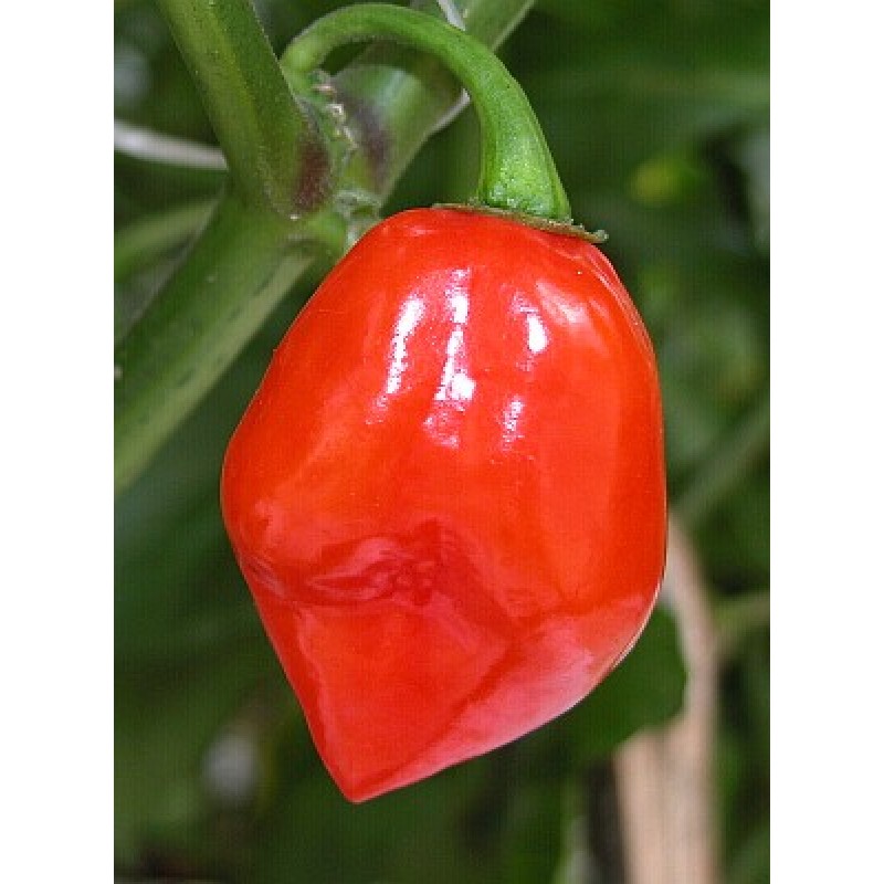 Habanero, Caribbean Red – Fatalii Seeds