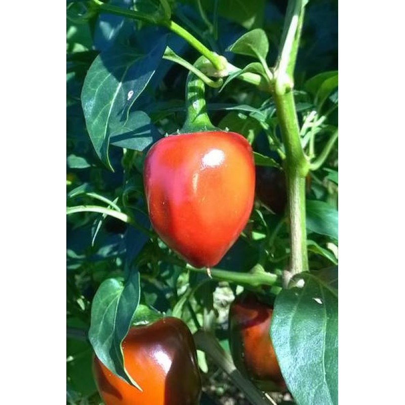 Fatalii Seeds – Seeds for People Passionate about Chili Peppers