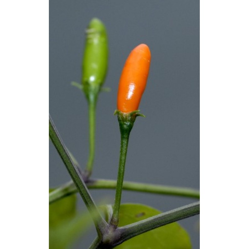 Aji Amarillo – Fatalii Seeds