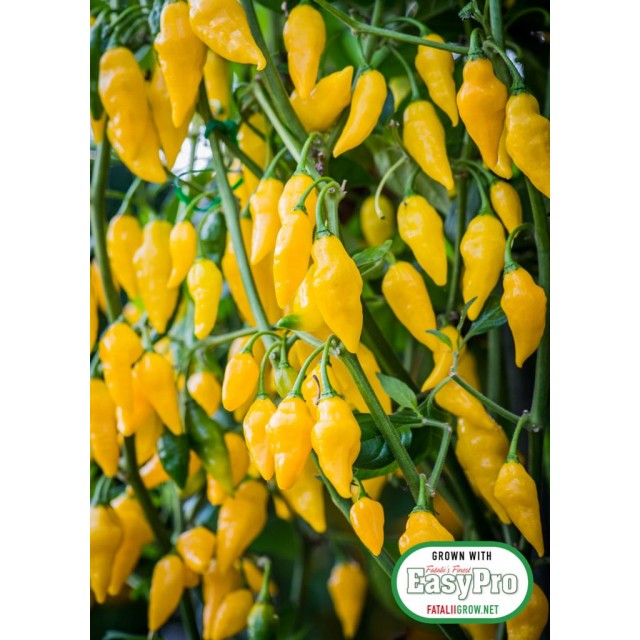 Citron – Fatalii Seeds