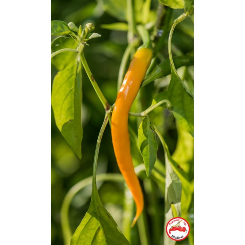Devil’s Brew » Fatalii Seeds