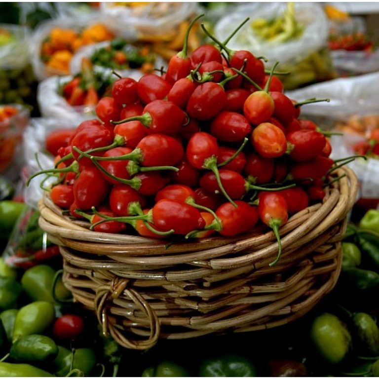 Inca Berry – Fatalii Seeds