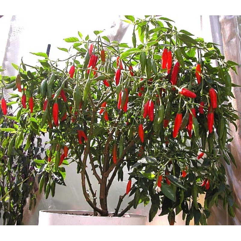 Long Pequin » Fatalii Seeds