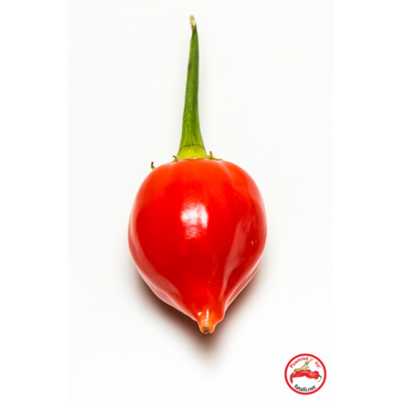 Naranga » Fatalii Seeds