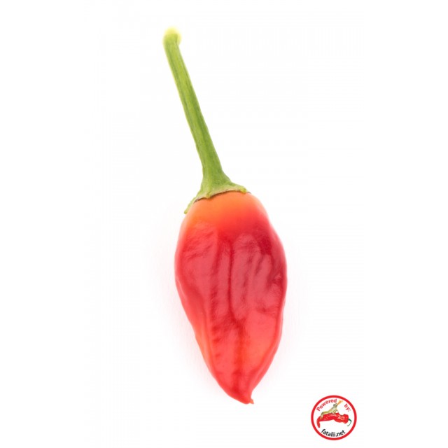 Pakistani Dundicut » Fatalii Seeds