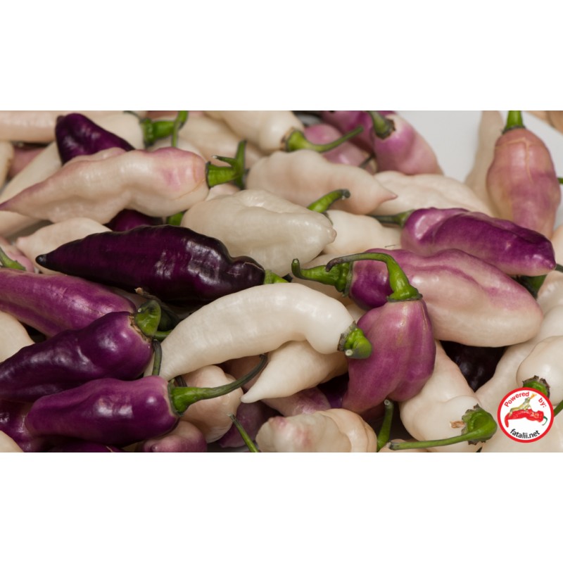 Smooth White » Fatalii Seeds